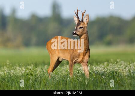 Roe deer with broken antler standing on grass in summer Stock Photo - Alamy
