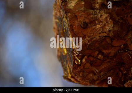 GREECE -ARGOLIDA RETSINI OR RESIN, THE TEARS OF TREES Greece -Retsini ...