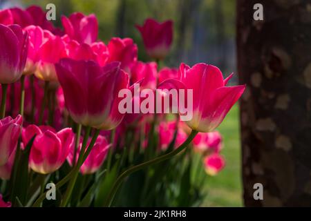 Pink tulip wallpaper or canvas print photo. Spring blossom concept ...