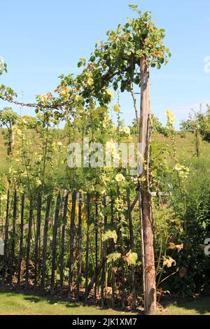 The gardens in Demen, the Netherlands Stock Photo - Alamy