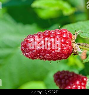 Tayberry fruits in a close-up Stock Photo - Alamy