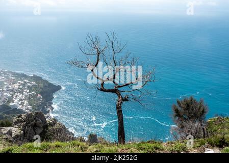 A dead tree at the cliff of the Amalfi coast in Southern Italy Stock ...