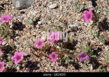 Pink flowering determinate cymose cluster inflorescences of Nama ...