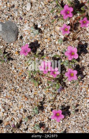 Pink flowering determinate cymose cluster inflorescences of Nama ...