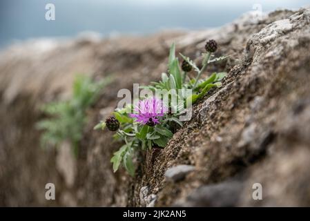 A small mum flower growing on a wall at the Amalfi coast, Southern ...