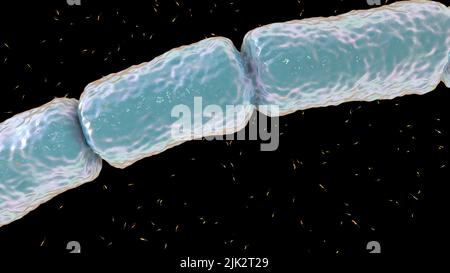 Illustration comparing the size of Thiomargarita magnifica (blue) to ...