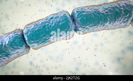 Illustration comparing the size of Thiomargarita magnifica (blue) to ...