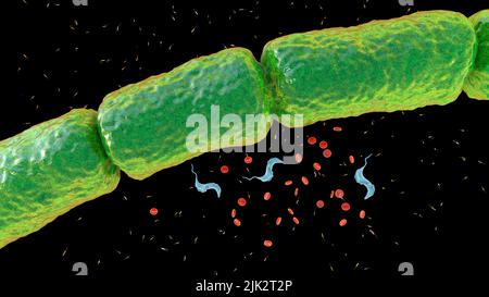 Thiomargarita magnifica, the largest bacteria to have been discovered ...