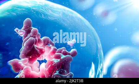 Illustration of a cell during prophase of mitosis showing chromosomes ...