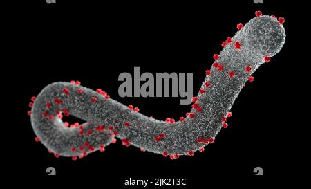 Illustration of the Marburg virus, a tubular RNA (ribonucleic acid ...