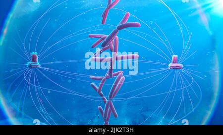 Illustration of a cell during metaphase of mitosis showing chromosomes ...