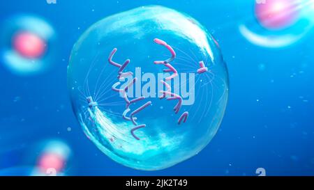 Cell mitosis. Illustration of a cell during the anaphase stage of ...