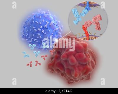 Illustration of immune checkpoints, regulators of the immune system ...