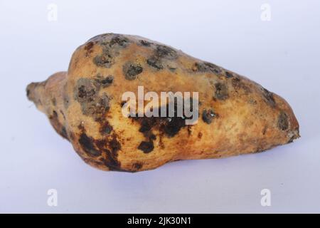 sweet potato cilembu, ubi cilembu kultivar Stock Photo - Alamy