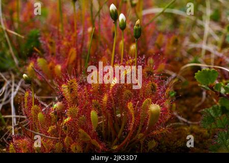 Red leaves of the English sundew (Drosera anglica), Norway Stock Photo ...