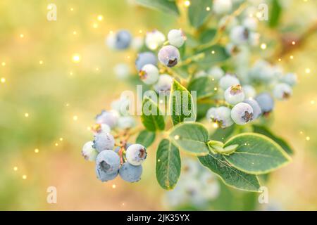 Fresh organic blueberrieson the bush against nature green background ...