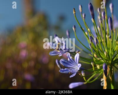Bee pollinating blue Agapanthus Moonlight Star flower Stock Photo - Alamy