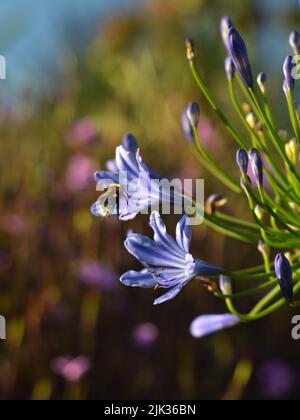 Bee pollinating blue Agapanthus Moonlight Star flower Stock Photo - Alamy