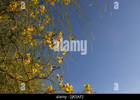 Cassia fistula, known as the golden rain tree, canafistula and in ...
