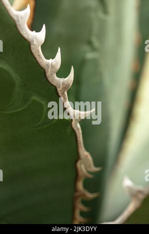 Macro plant portrait of Agave Titanota, chalk agave, showing make up ...