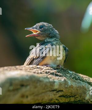 White-rumped shama thrush, juvenile female Stock Photo - Alamy