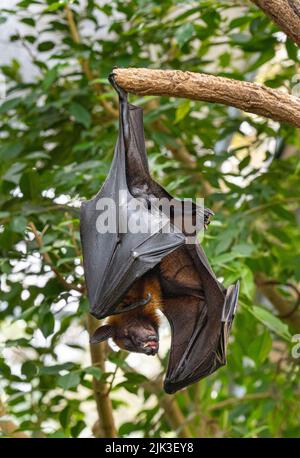 Isolated black flying-foxes (Pteropus alecto) hanging in a tree Stock ...
