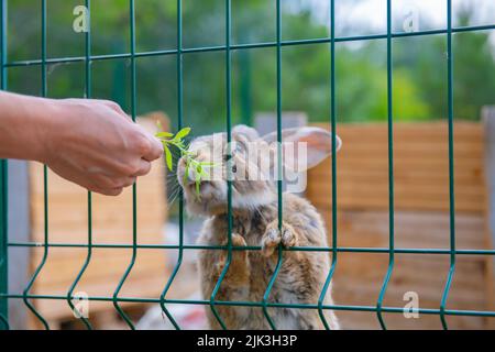 big gray rabbit eats grass through the grate Stock Photo - Alamy