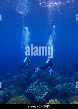 Indonesia Sumbawa - Scuba Diving Stock Photo - Alamy