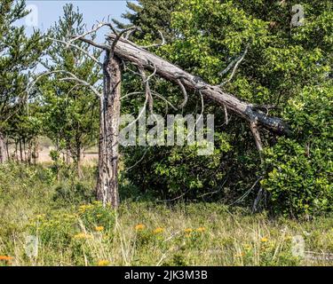 Cracked and fallen dead tree in the forest. Biodiversity concept photo ...