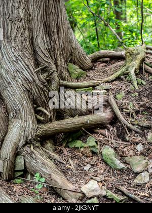 Tangled tree roots on forest path Stock Photo - Alamy