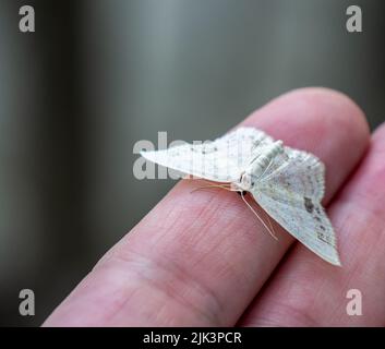 Close-up of a tiny white moth resting on a human hand with a blurred ...