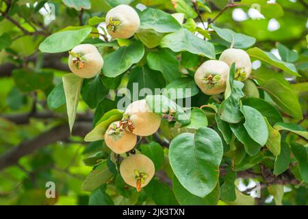 Small young not ripe fruits of quince on tree branch with green foliage ...