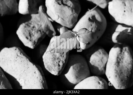 Brand new super cute baby tree sapling growing among the rocks and ...