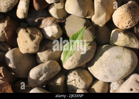 Brand new super cute baby tree sapling growing among the rocks and ...