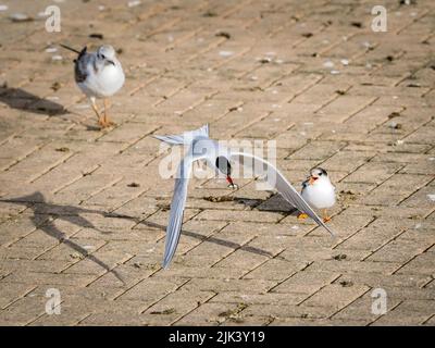 Common Tern with fish for chicks Stock Photo - Alamy