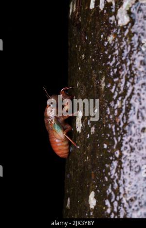 Cicada on a wet tree in black background on a rain night in agumbe ...
