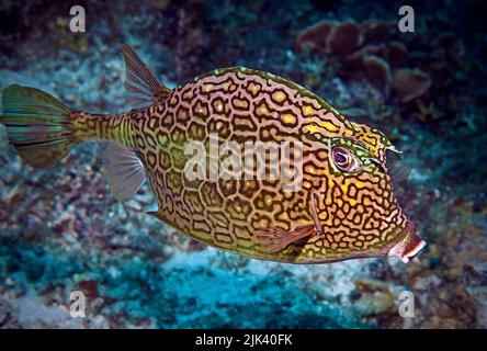 Honeycomb cowfish (Acanthostracion polygonius), Curacao, Netherland ...