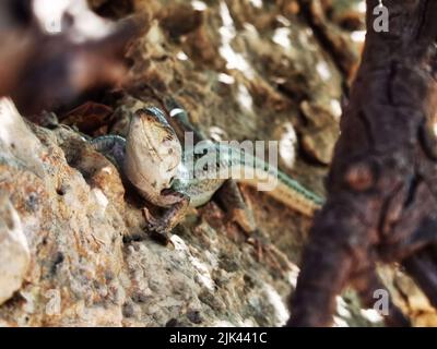 GREECE - PELOPONNESIAN LIZARD Stock Photo - Alamy