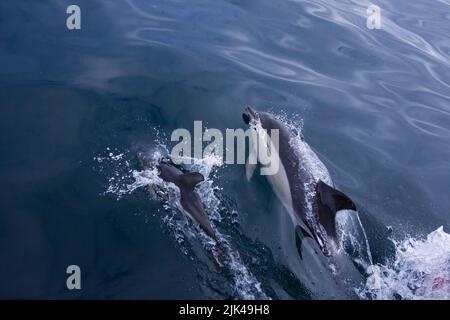 5 dolphins at the bow of a ship, Brittany, France Stock Photo - Alamy