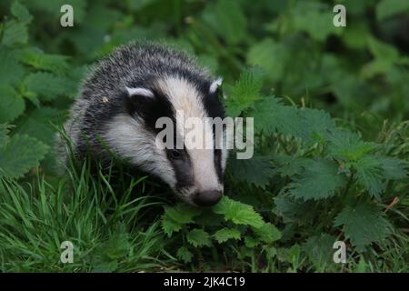Close up of a very young and fluffy badger cub in Springtime when the ...