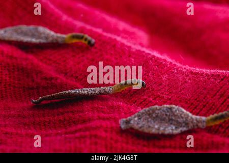 Wall moth larvae, or clothing moths, feed on fur, wool, dead skin ...