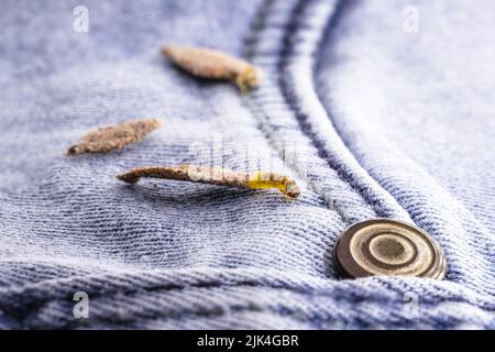 Wall moth larvae, or clothing moths, feed on fur, wool, dead skin ...