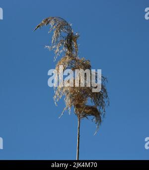 Common reed, Dry reeds, blue sky, (Phragmites australis Stock Photo - Alamy