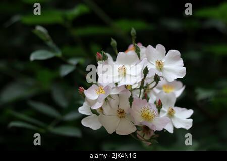 White sweetbrier roses on a dark green background Stock Photo - Alamy