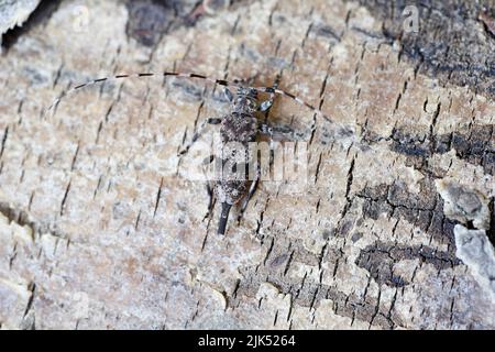 Acanthocinus griseus on pine bark Stock Photo - Alamy