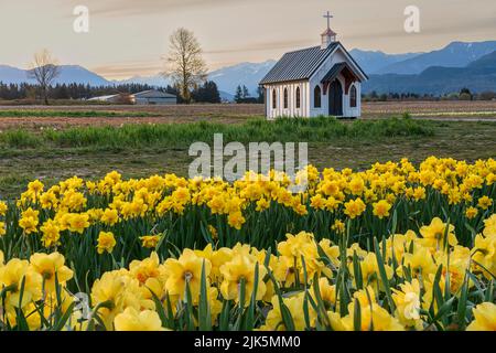 A small church near a field of tulips and daffodils blooming at the ...