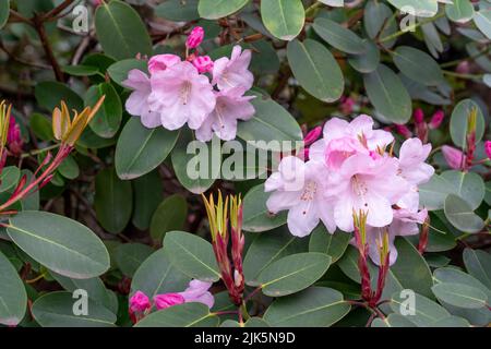 Spring flowers blooming in Vancouver, British Columbia, Canada Stock ...