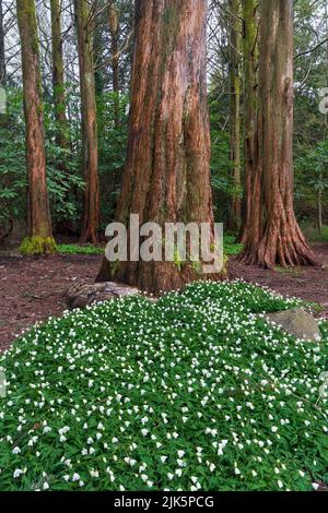 Spring blossoms and redwood trees in the Van Dusen Botanical Gardens ...