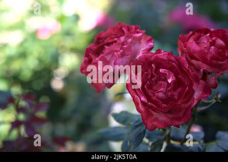 Crimson roses in bloom seen up close Stock Photo - Alamy