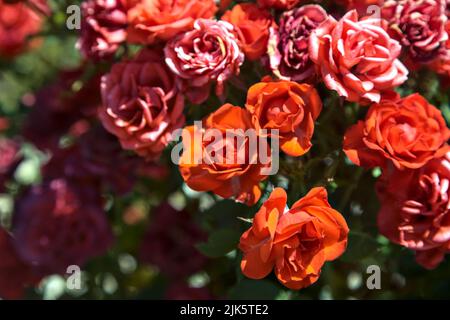 Bush of miniature red roses seen up close Stock Photo - Alamy